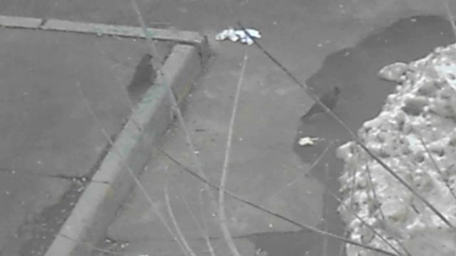 Голуби и галка 254354 DSCN5142