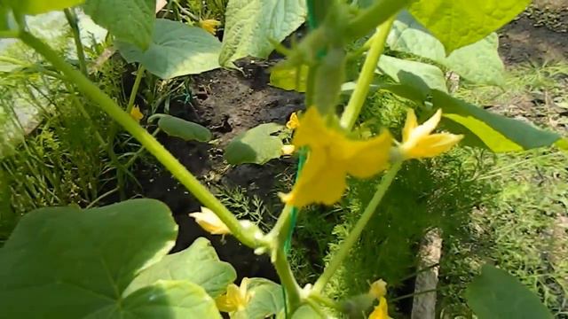 УРОЖАЙ В ТЕПЛИЦЕ.  Мой первый огурчик