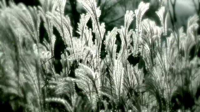 Медитация корни