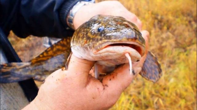 🐟 СОВЕТЫ КАК ПОЙМАТЬ НАЛИМА