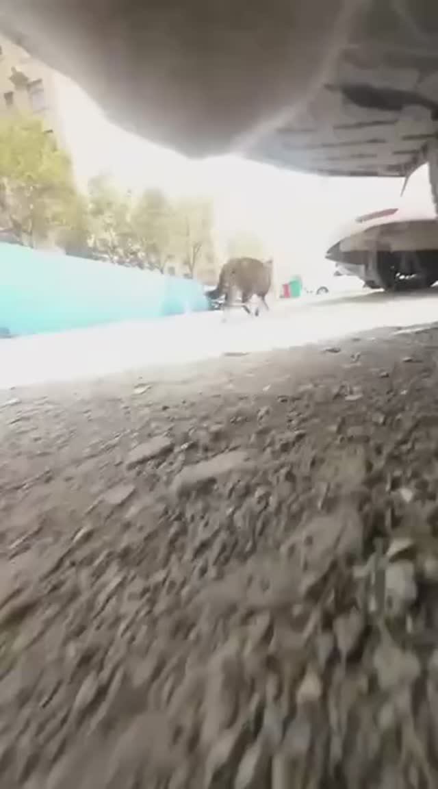 Приключения кота Васьки