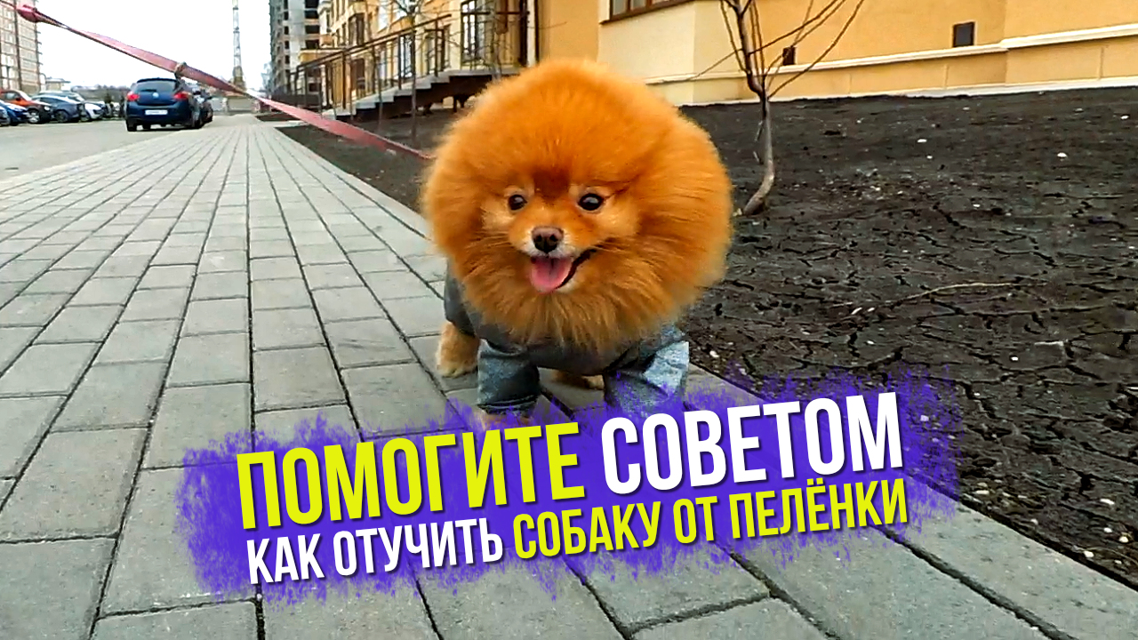 Как отучить собаку от пеленки? Чтобы собака ходила в туалет на улице