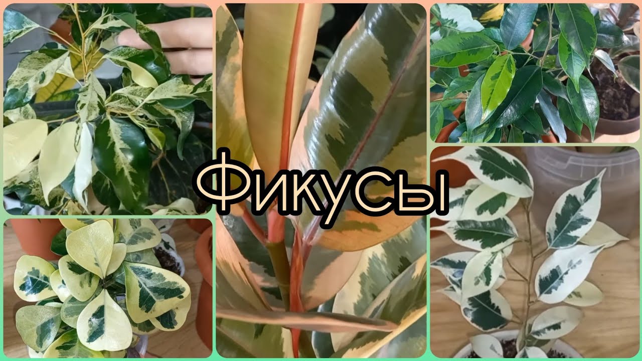 Почему мои растения блестят?Фикусы?Какими были?Керли?Коконат Крем?Твайлайт?Регидан?Белиз