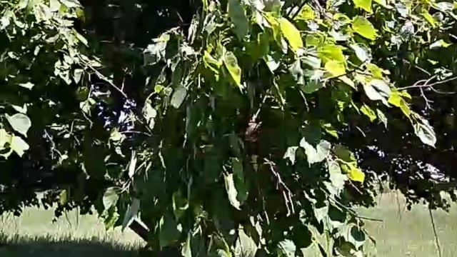 Бакаловка деревня в Тюкалинском районе Омской области/Bakalovka is a village in Omsk region