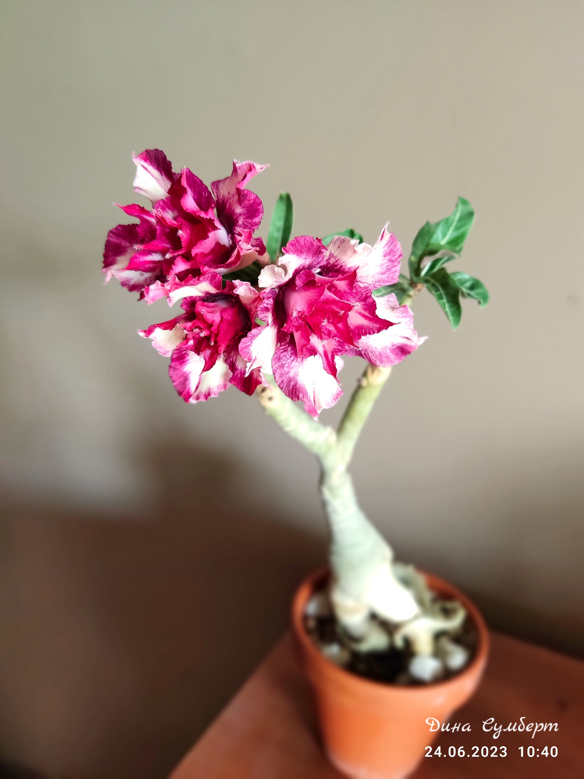 Растения на балконе //цветение хойи, адениума, стефанотиса