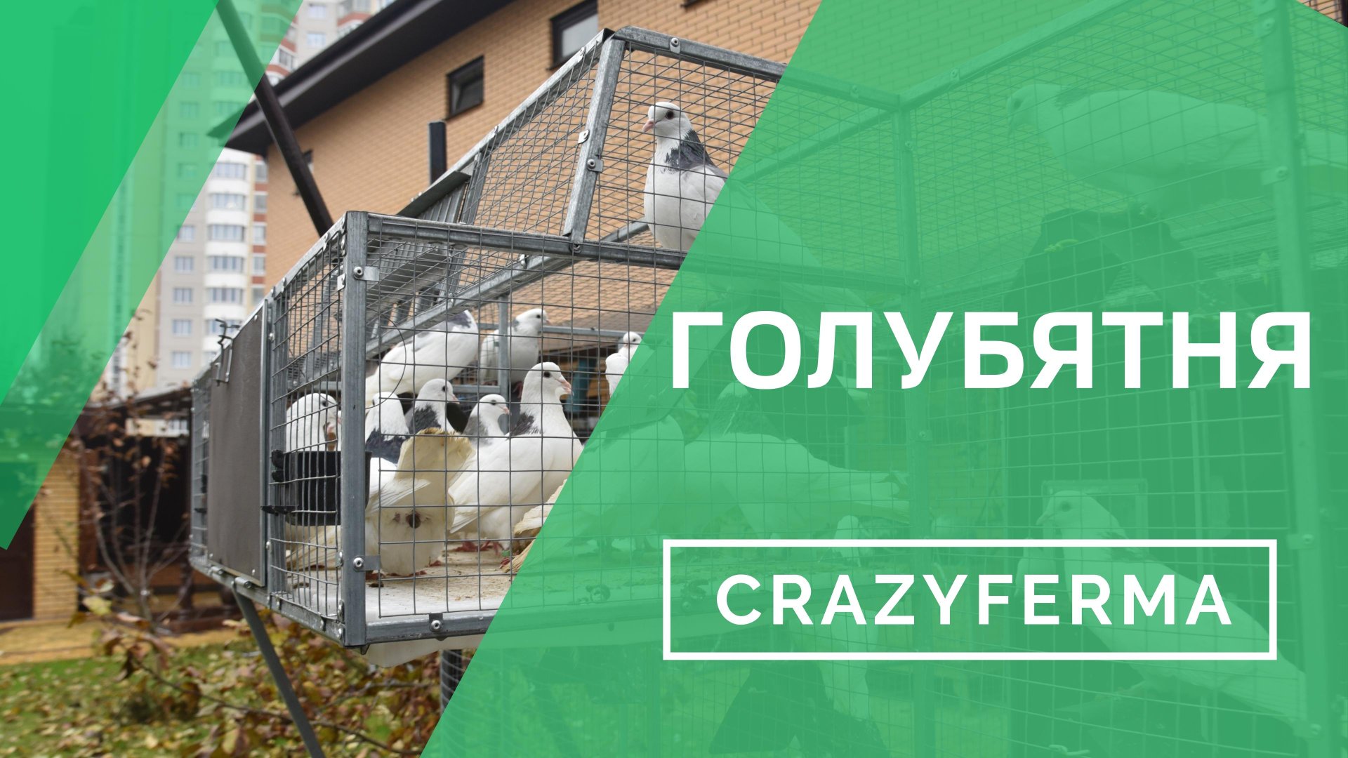 Любовь и голуби в новой голубятне! Голубей содержать красиво, легко, надежно в новой голубятне от Cr