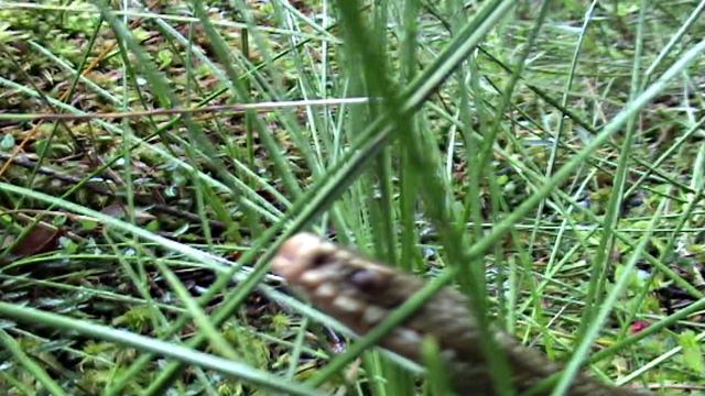 Болотная черепаха 5 Гадючья лихорадка и Молодая