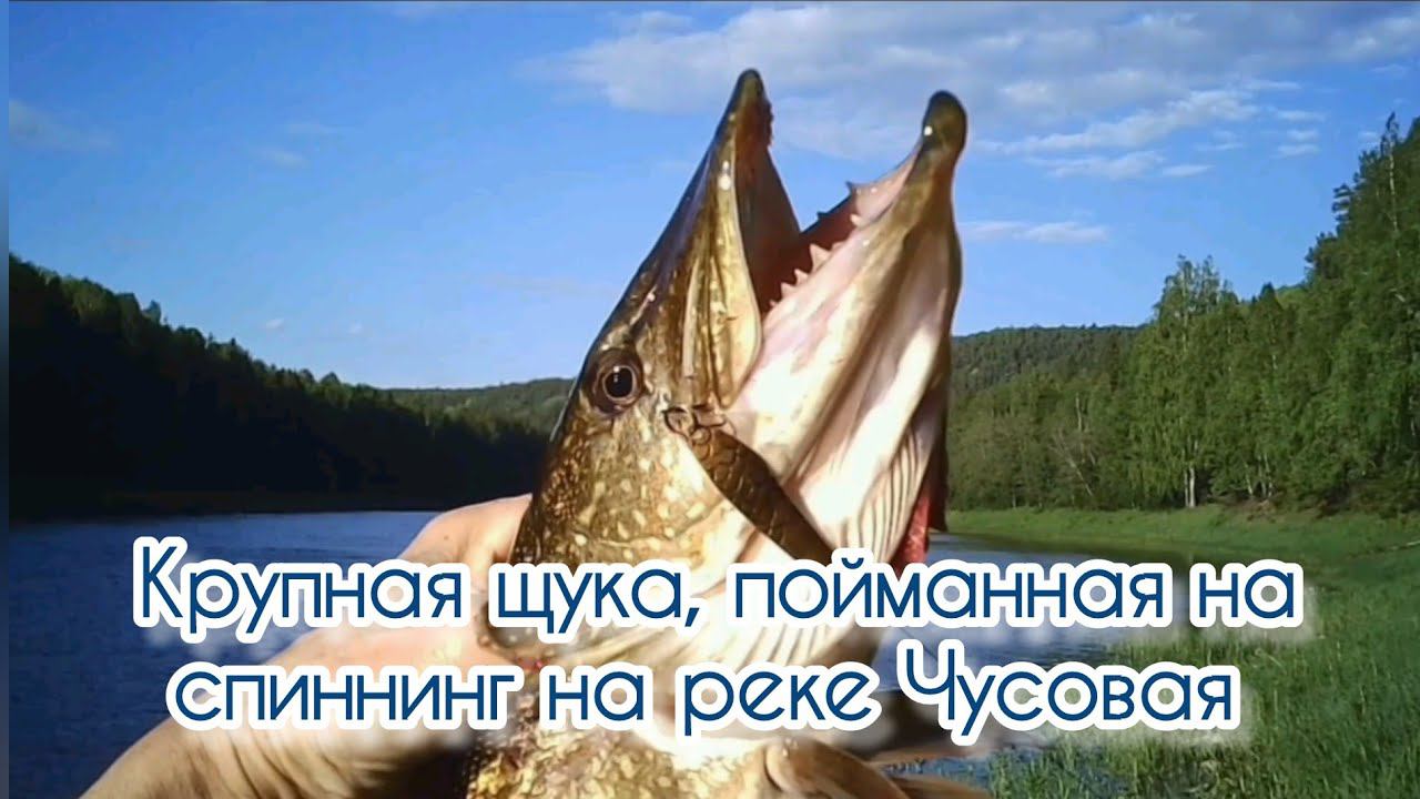 Крупная щука, пойманная на спиннинг на реке Чусовая