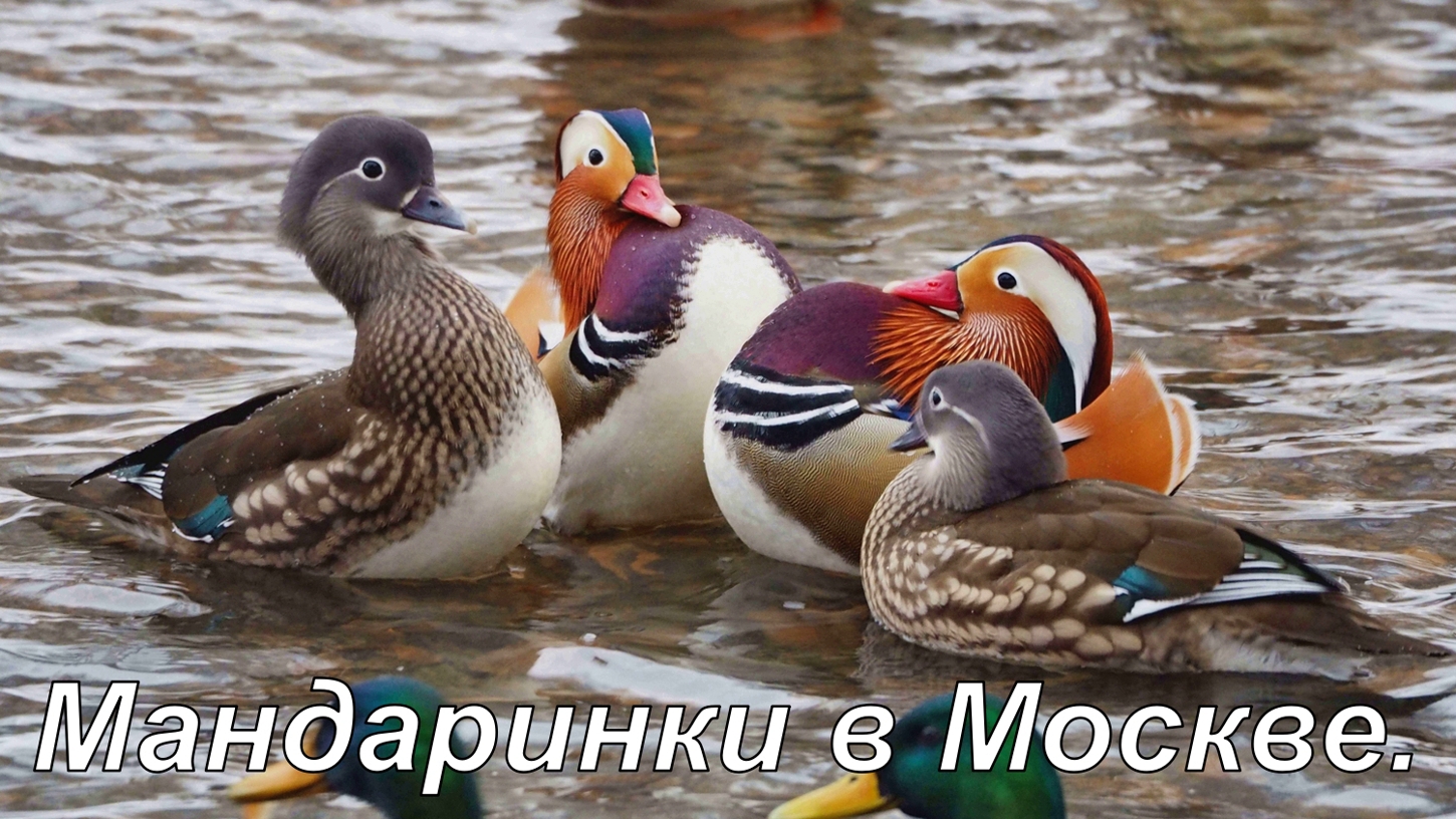 Кормим мандаринок как курей..mov