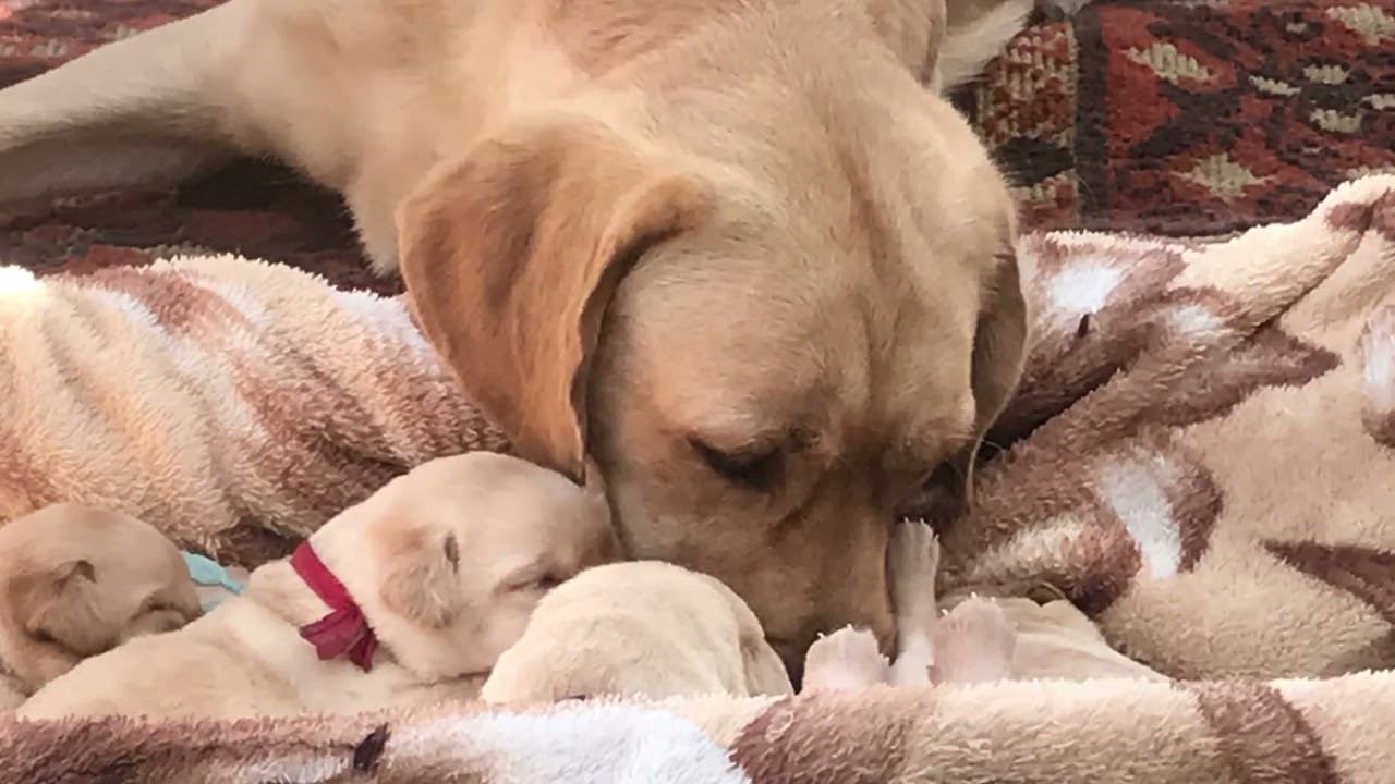 Лабрадоры SHATSKIKH’S DOGS выпуск 2020г.