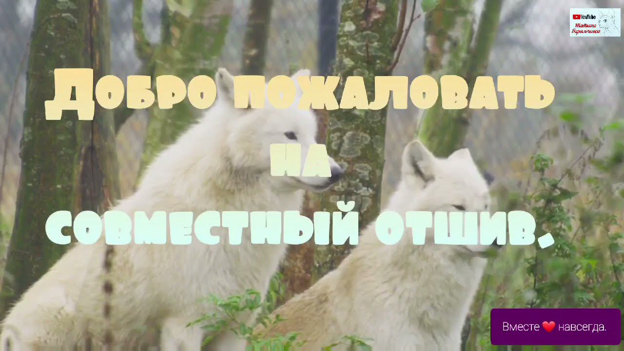 СО "Вместе навсегда". Первый отчет.