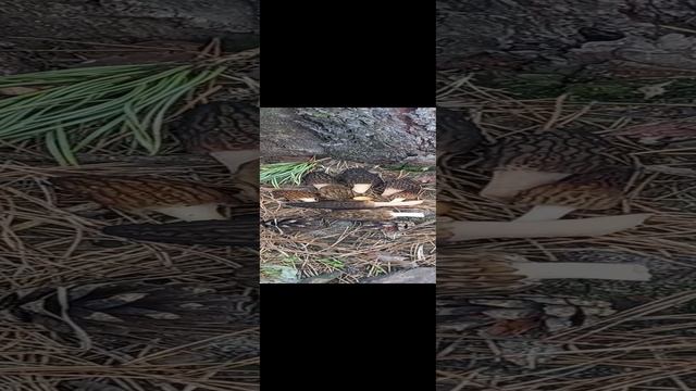 ❗ЗАКРЫЛА СЕЗОН СМОРЧКОВ?