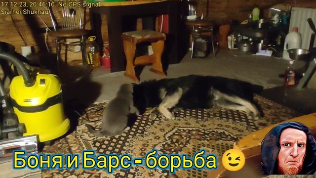 Кот и собака - борьба