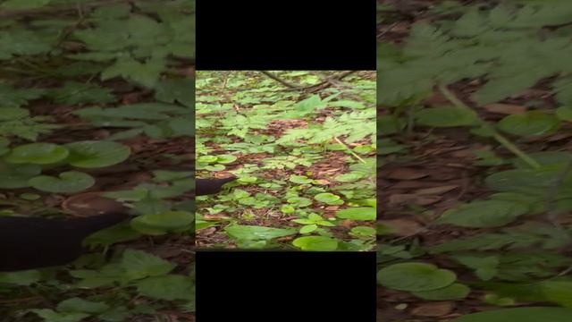 Возвращение домой… Деревня Тощебылово, Ярославская область и что от нее осталось