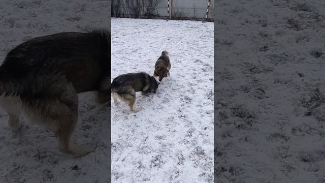 Дружба собачек Алиса и Рэй