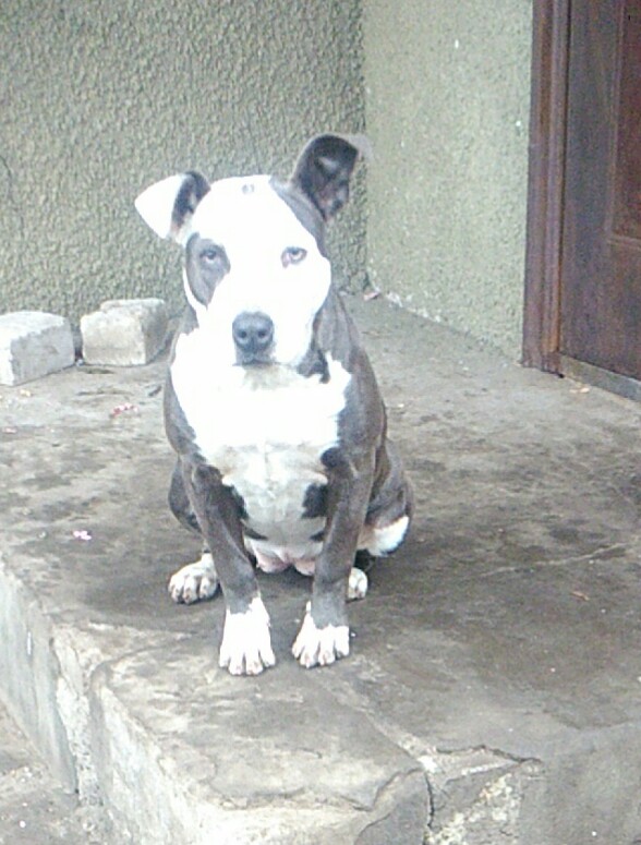 стафф играет