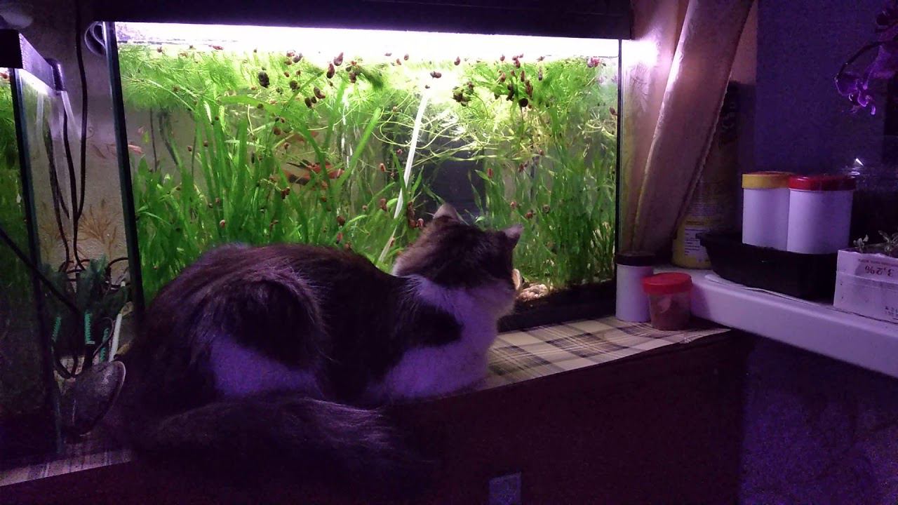 Фантик смотрит на рыбок