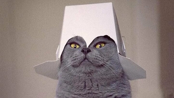 Подборка. Смешные коты часть 2