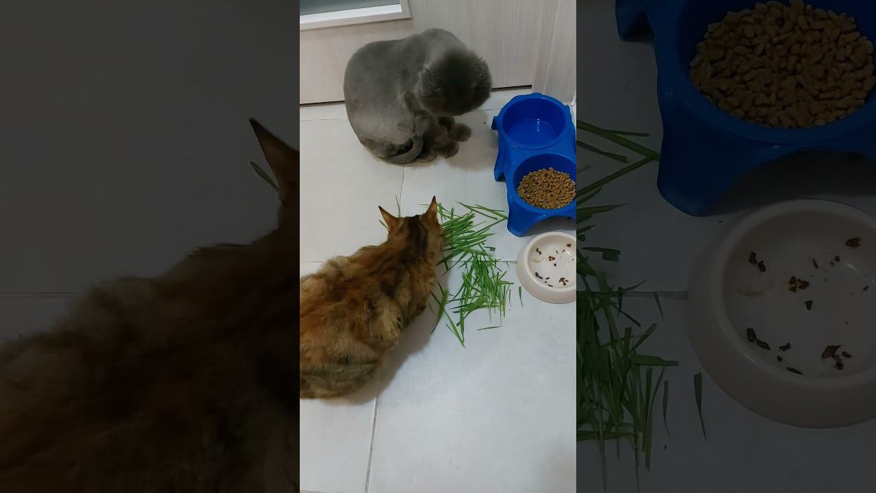 Кошки набросились на траву