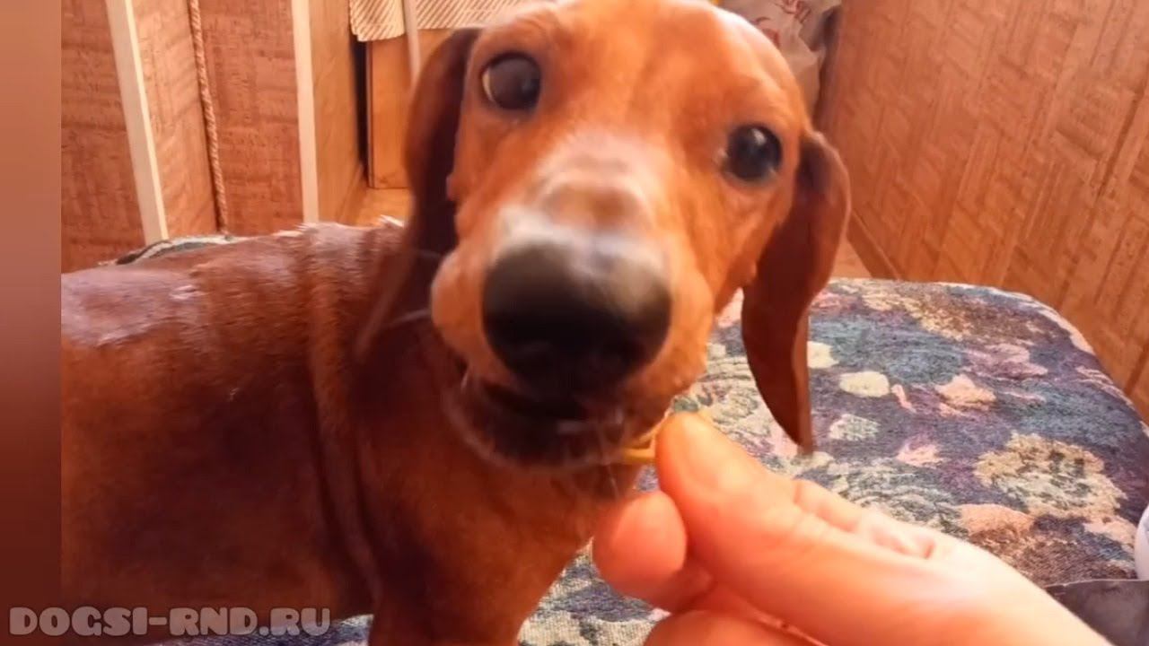 МУКБАНГ! Карликовая Такса Радар Вкусно Ест Яблоко