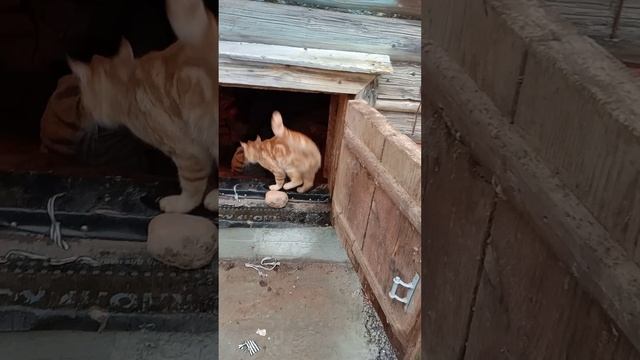 Что затеял котя?