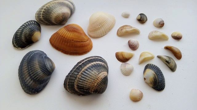 Ракушки Каспийского моря.mp4