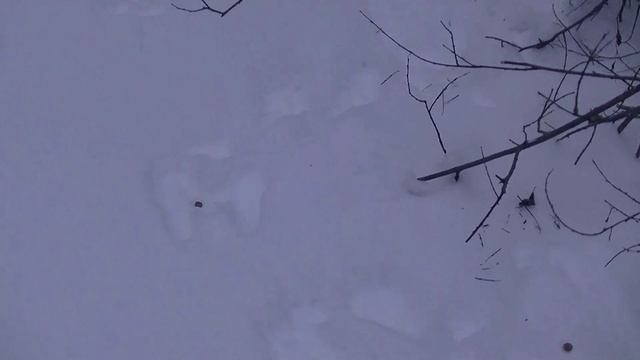 Охота с гончими. РГ " Шалун". 29.01.2024.