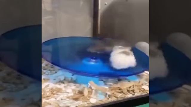 Спорт – наше всё