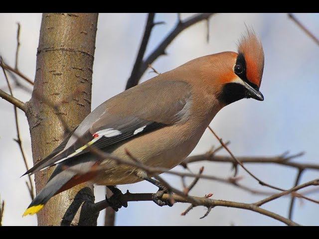 Свиристель