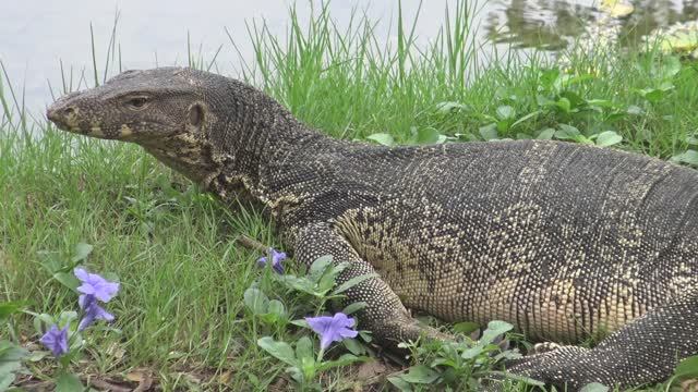 7 Бангкок - Люмпини Парк.mp4