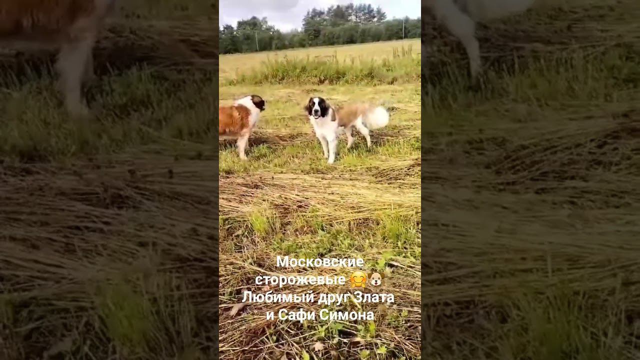 Московские сторожевые Любимый друг: Злата и Сафи Симона
