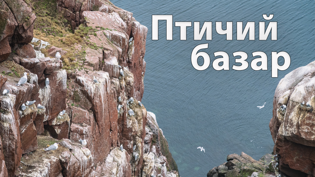 Птичий базар | Моевка обыкновенная | побережье Баренцева моря
