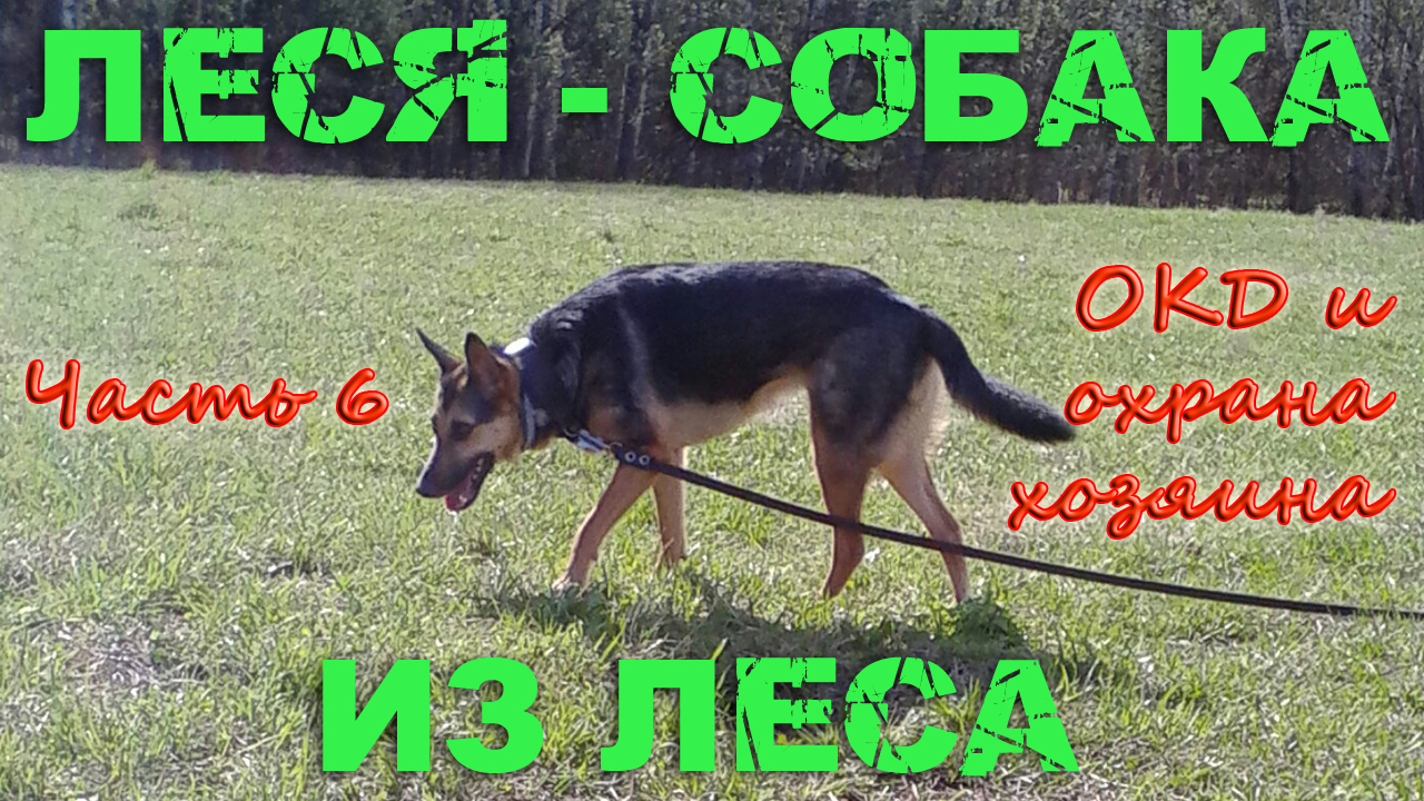 Леся - собака из леса. Часть 6: ОКД и охрана хозяина / Мои собаки / Кинология / Зоопсихология