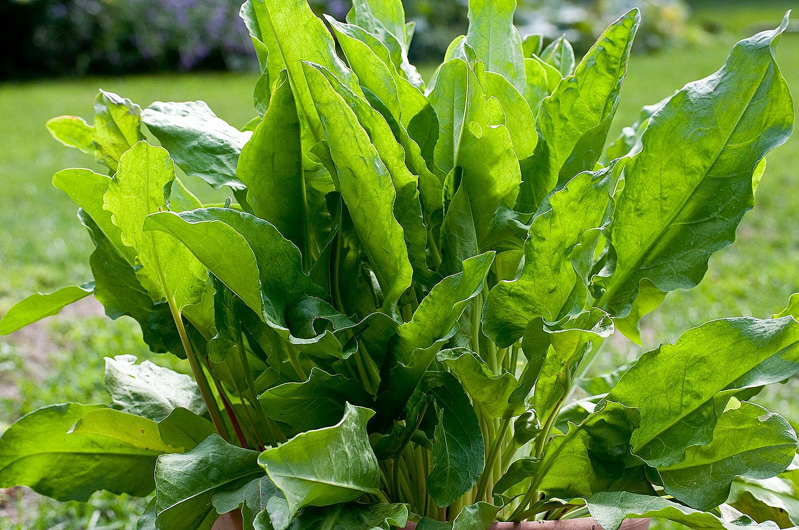 Полезные свойства щавеля.mp4