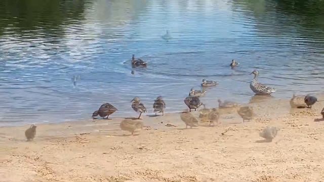 Виртуальная прогулка по живописным берегам Москвы-реки