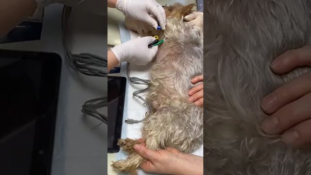 ЭКГ для собаки дома // PetNet ECG: подробная инструкция