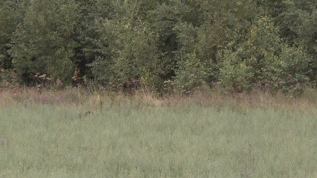 Медведь кормиться на полях.  Часть № 4