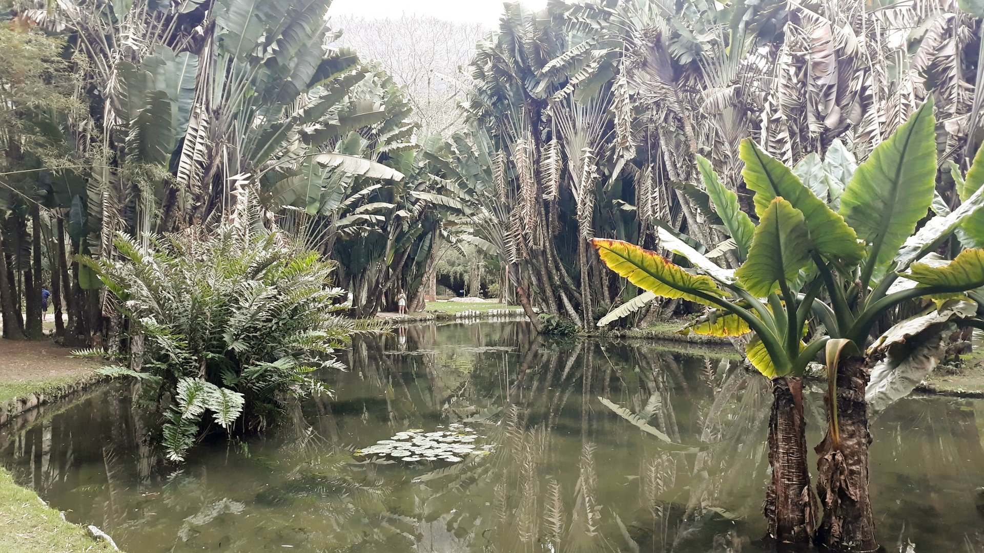 Бразилия. Ботанический сад в Рио-де-Жанейро. 8.10.2022г.