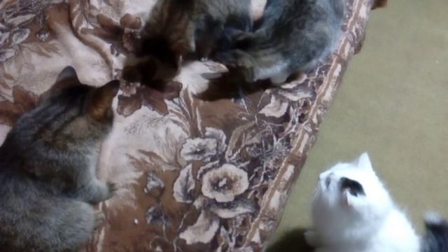 6 марта 2019г. Кошки, мышки.  Милашка маленькая.