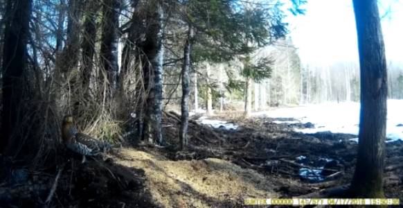 Птицы, запечатленные на фото ловушку. Часть № 25