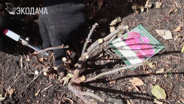 Розы. Восстановление после малоснежной зимы.