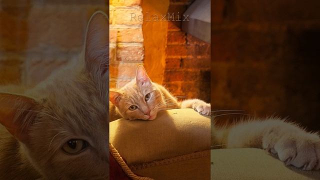 Кошка мурлычет. Асмр. Релакс. Мурчание кошки у камина для расслабления и сна. Звуки ветра и камина.