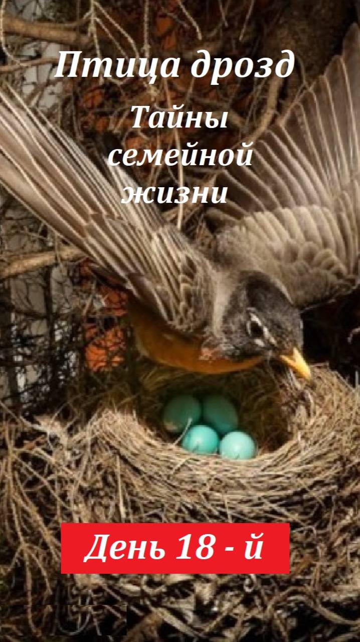 Птица дрозд. Тайны семейной жизни. День 18 - й