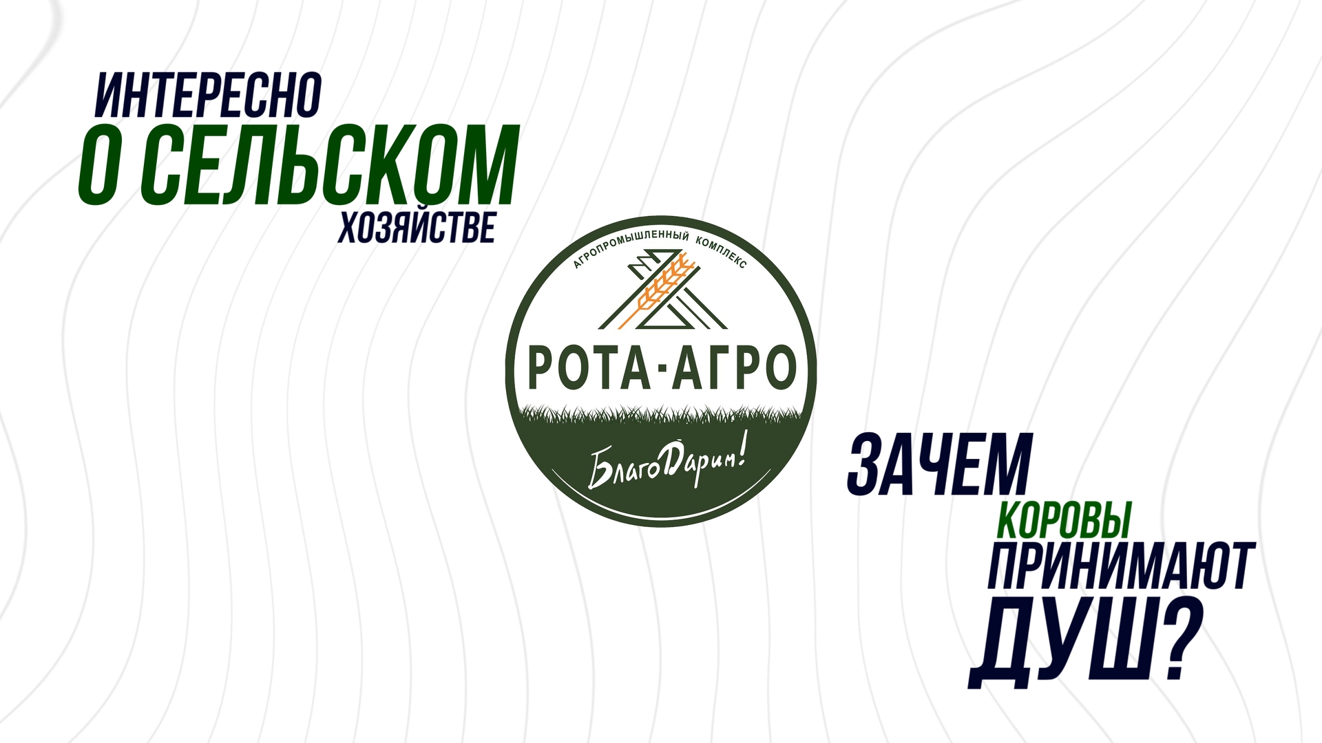 РОТА-АГРО: интересно о сельском хозяйстве. Зачем коровы принимают душ?