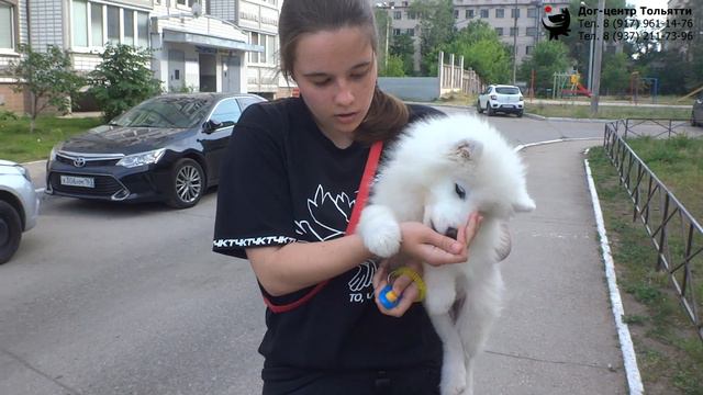 Первый выход с щенком на улицу. Дружкова Юлия и самоед Чандра. Тольятти, 8 июля 2022.