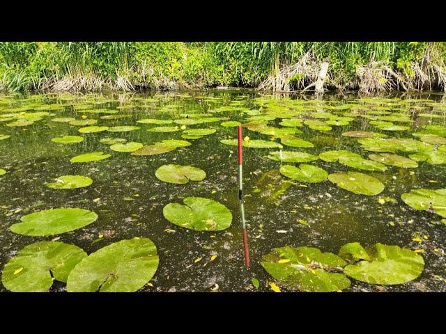 Я ждал эту рыбалку! Ловля карася на поплавок в тихом лесу.