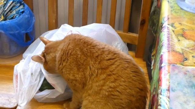 Рыжий КОТ Феликс ? не стесняясь распаковывает и жрёт кабачок....
