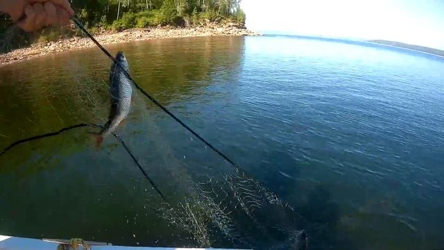 Красноярское море 2017. Катаемся, отдыхаем, рыбачим (Даурское, Приморск, Толгат, Каляжиха)