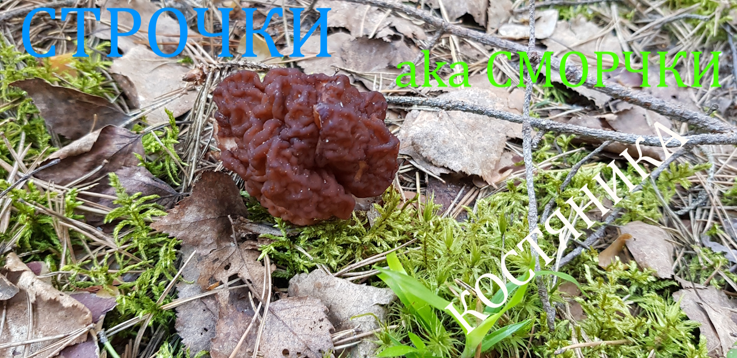 Весенние грибы. Рецепт от сибиряков