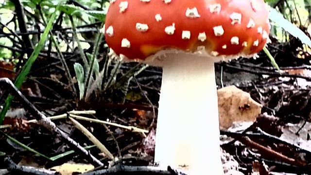 Мухомор красный